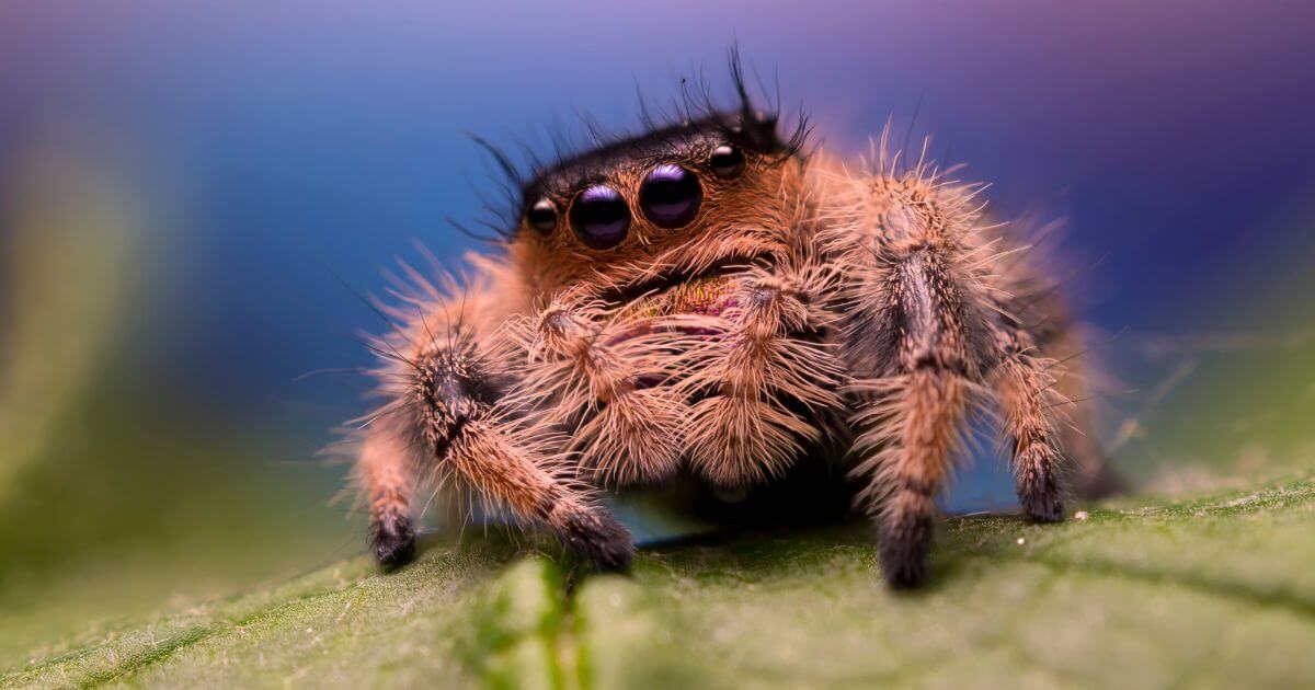 Jumping Spider Care Guide: Tips & Tricks for a Happy Pet
