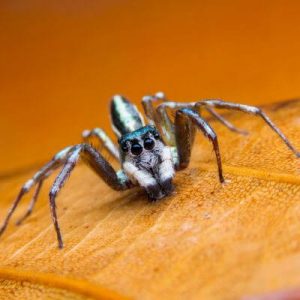 Jumping Spider Care Guide: Tips & Tricks for a Happy Pet
