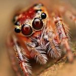 Jumping Spider Care Guide: Tips & Tricks for a Happy Pet