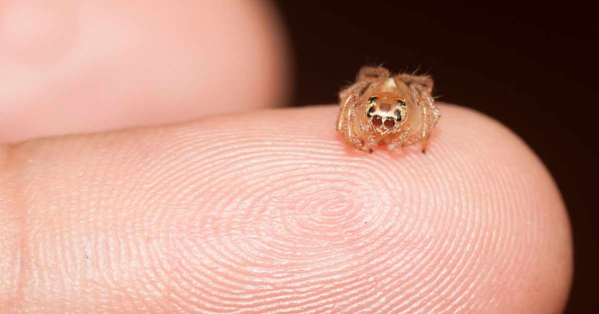 Jumping Spider Care Guide: Tips & Tricks for a Happy Pet