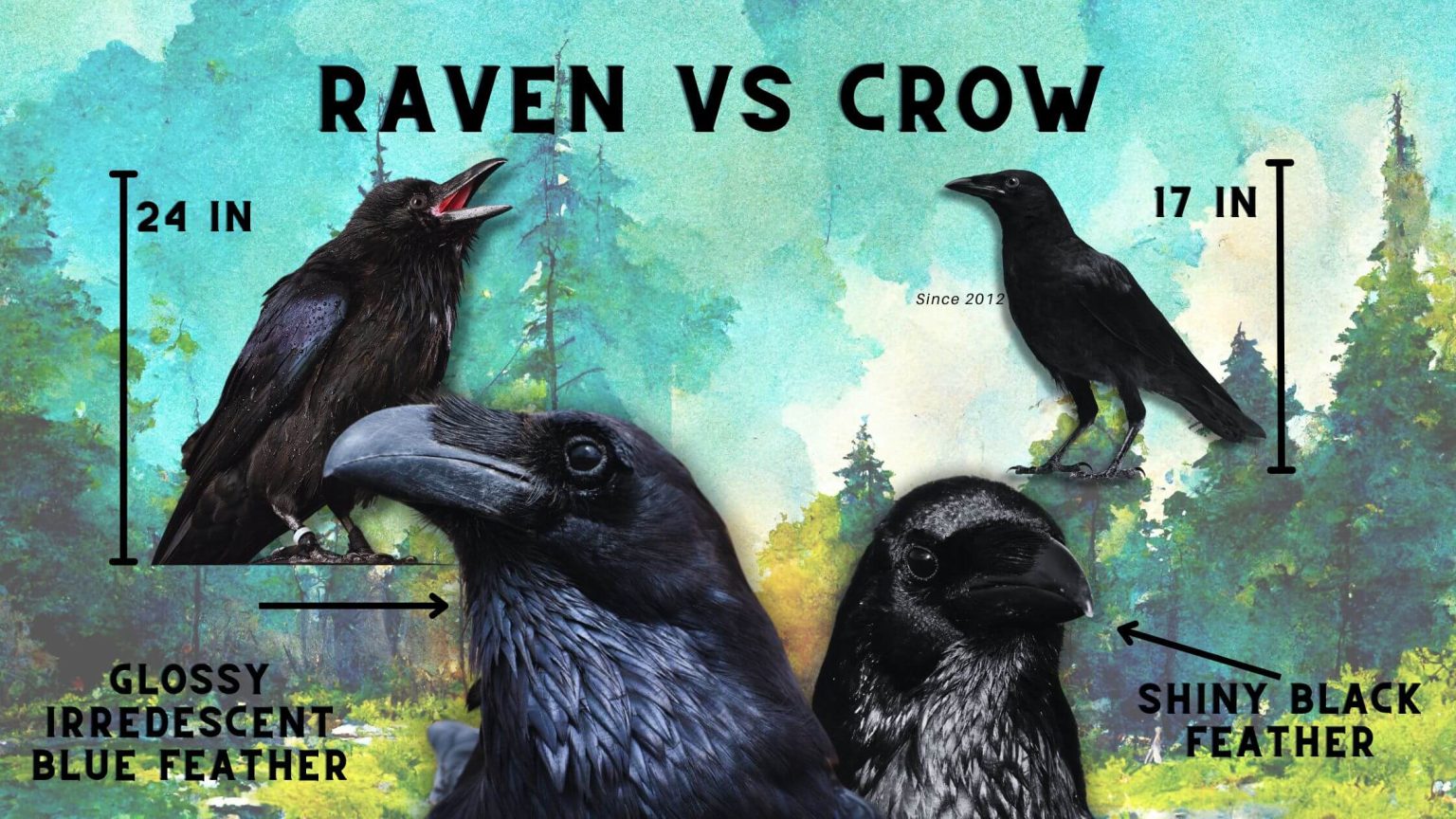 Ravens and Crows as Pets: Key Pros, Cons, and Fun Facts
