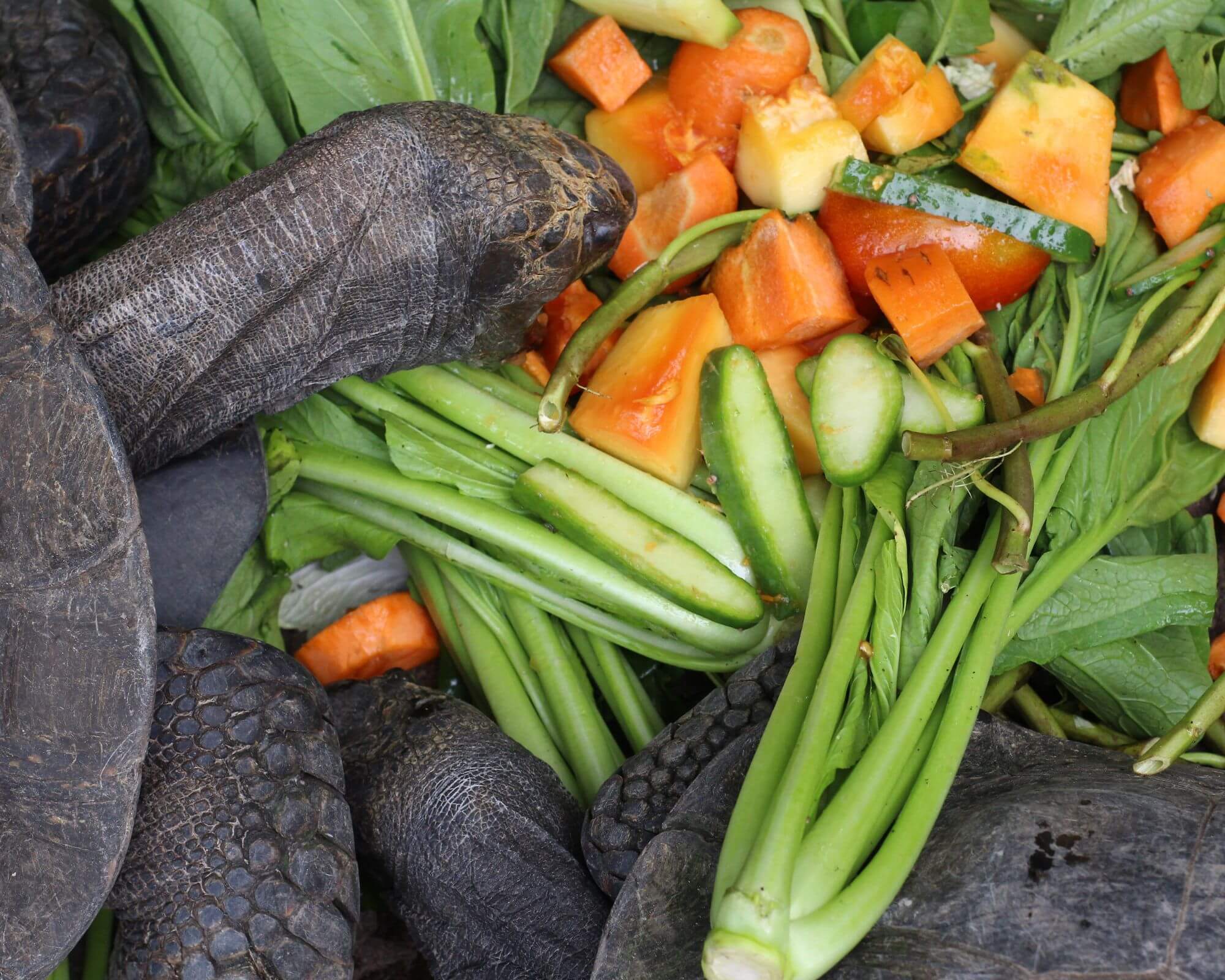 Desert Tortoise Guide: California to Arizona Basic Care for Your Pet Turtle