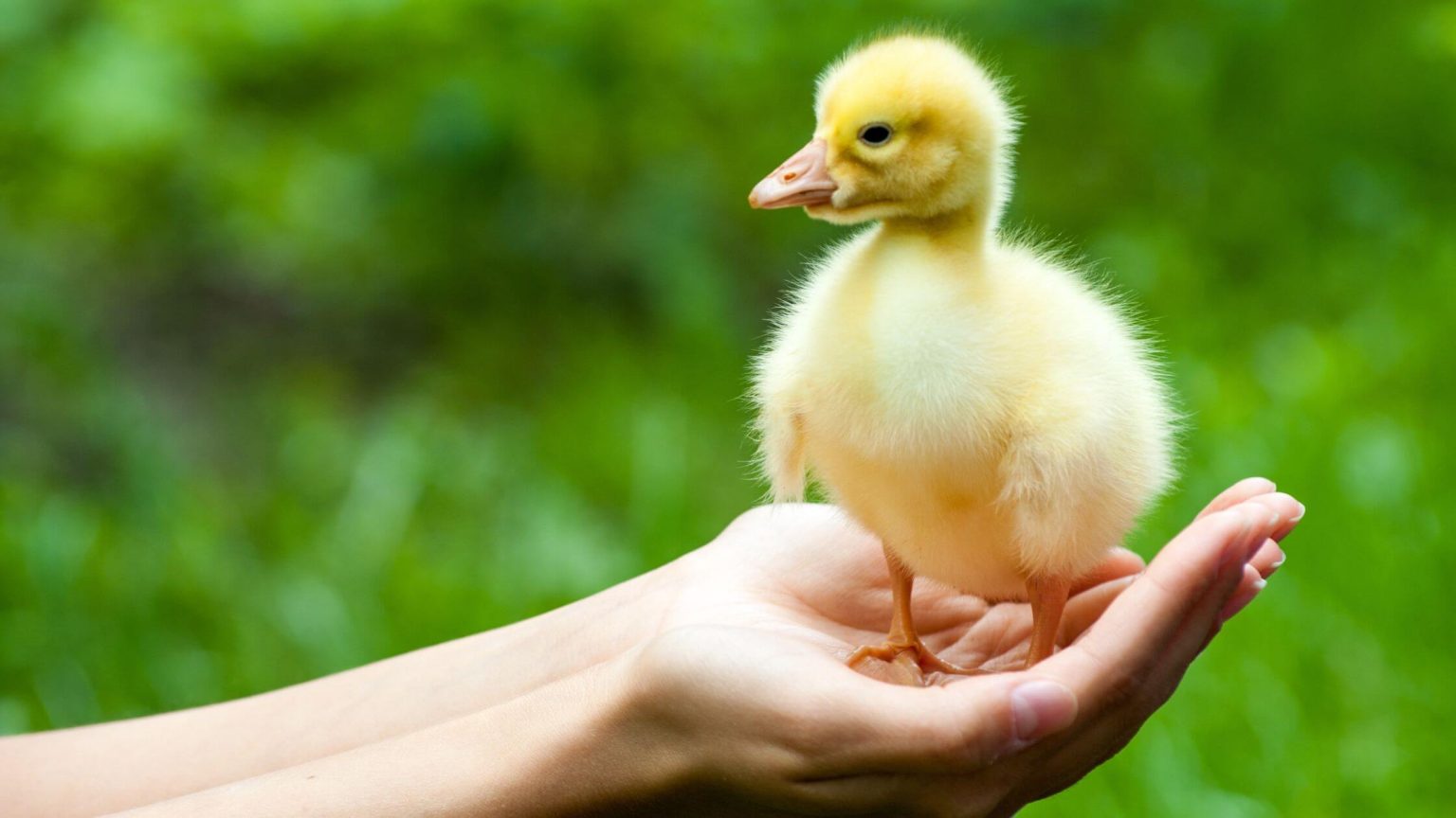 Guide to Keeping Pet Ducks: Care, Breeds, Diet & More