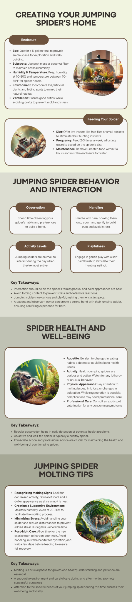 Comprehensive Guide to Jumping Spider Care